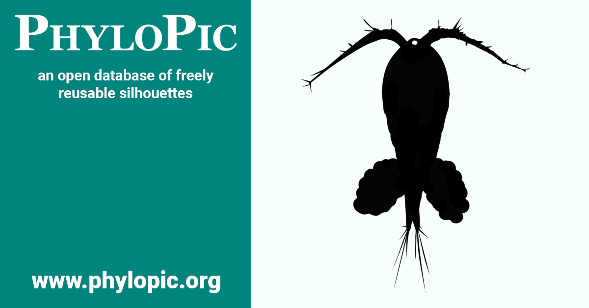 Cyclopoida by Jimmy Bernot (CC0 1.0) - PhyloPic