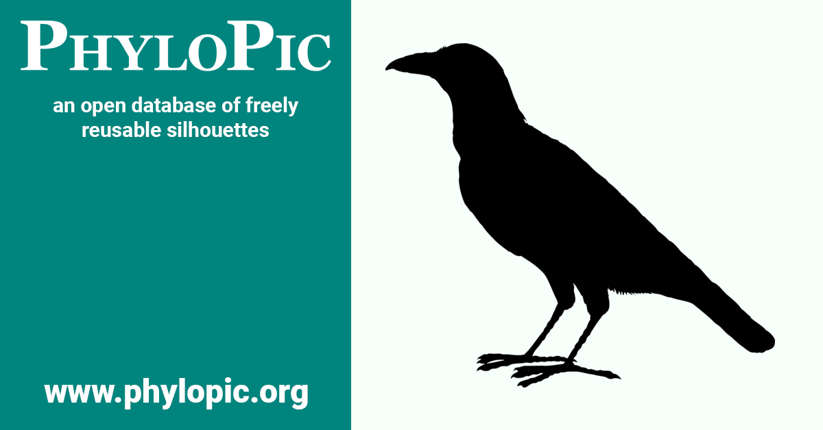 Corvus enca by T. Michael Keesey (photo by Bc999 [Black crow]) (CC BY ...