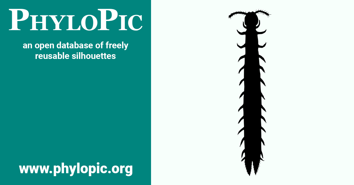 Scutigerella immaculata (CC0 1.0) - PhyloPic