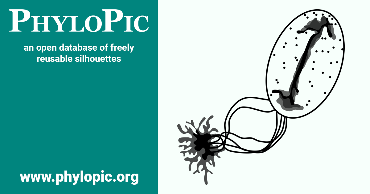 Planctomycetaceae - PhyloPic