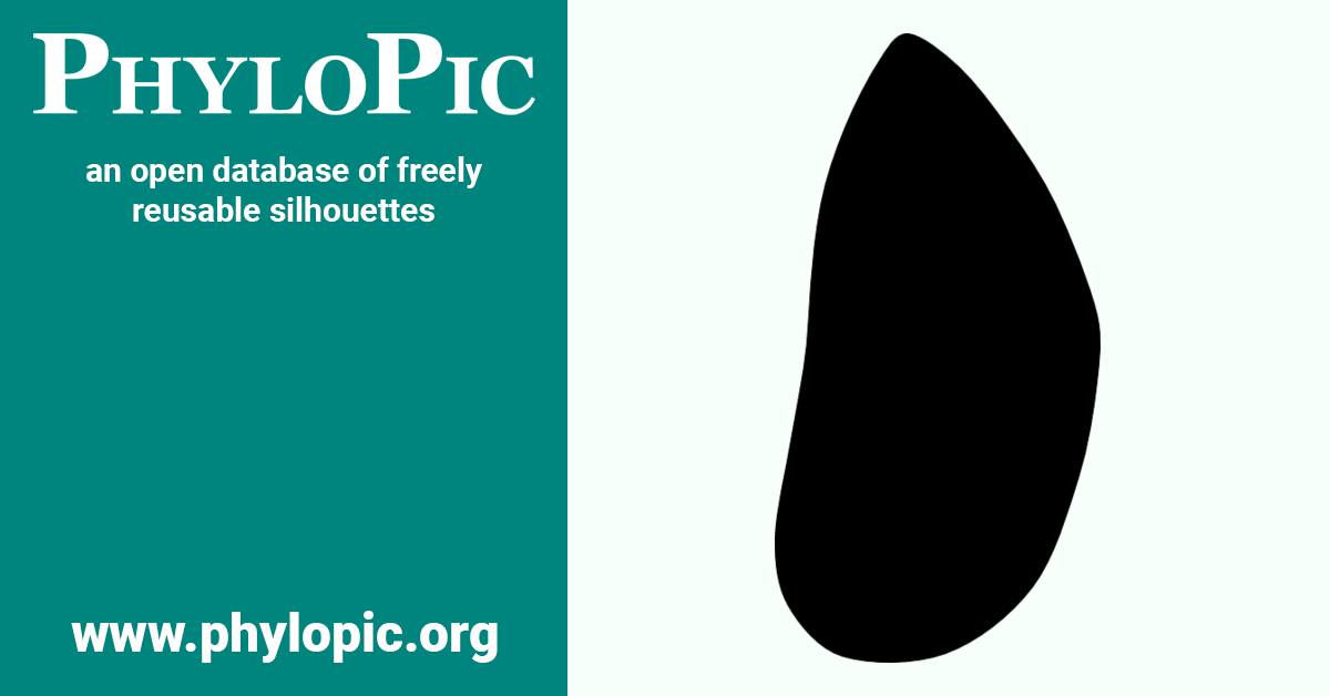 Perna canalicula by Katie S. Collins (CC0 1.0) - PhyloPic