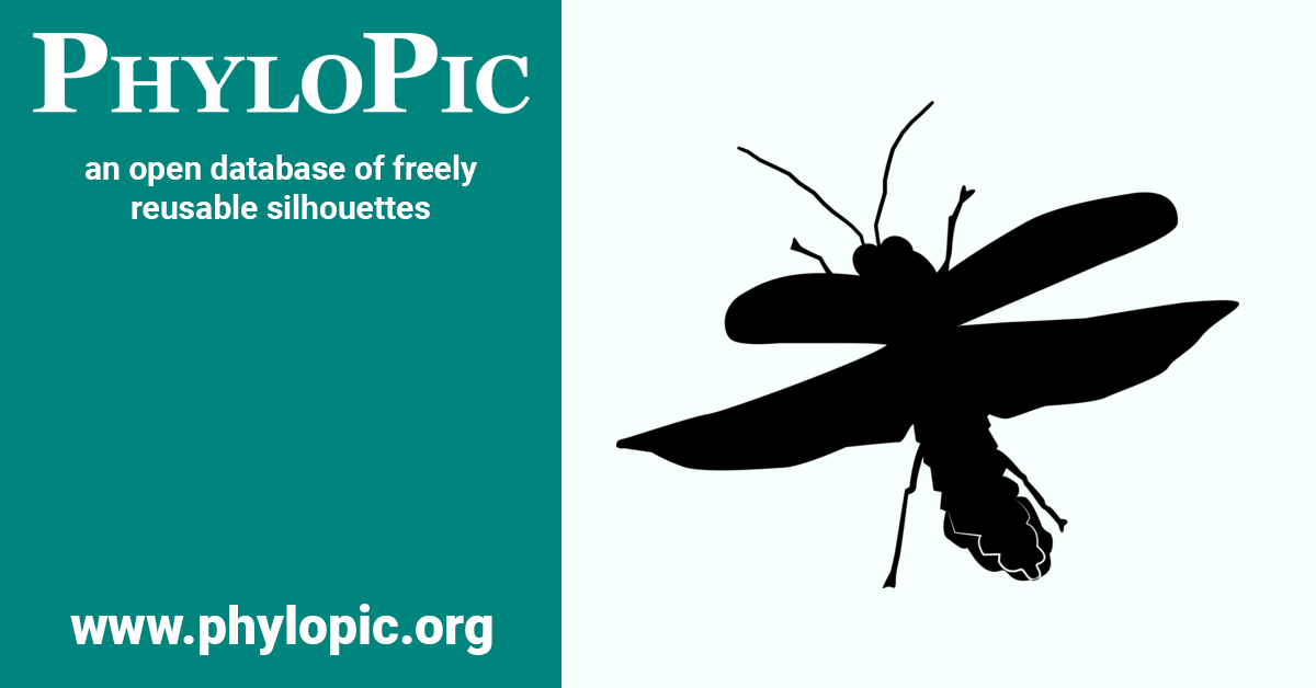 Photinus pyralis by Steven Haddock. Photo by Abbott Nature Photography ...