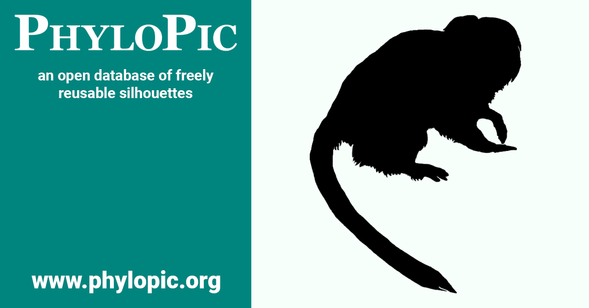 Callitrichidae - PhyloPic