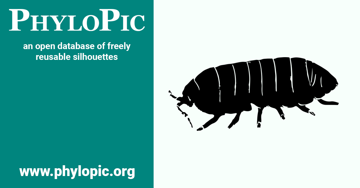 Armadillidium vulgare by Christoph Schomburg (CC0 1.0) - PhyloPic