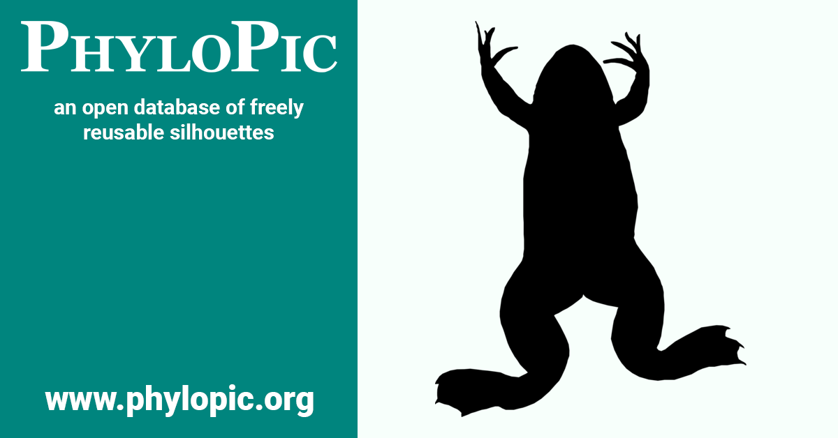 Xenopus laevis by Sarah Werning (CC BY 3.0) - PhyloPic