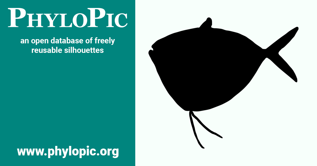 Carangiformes - PhyloPic