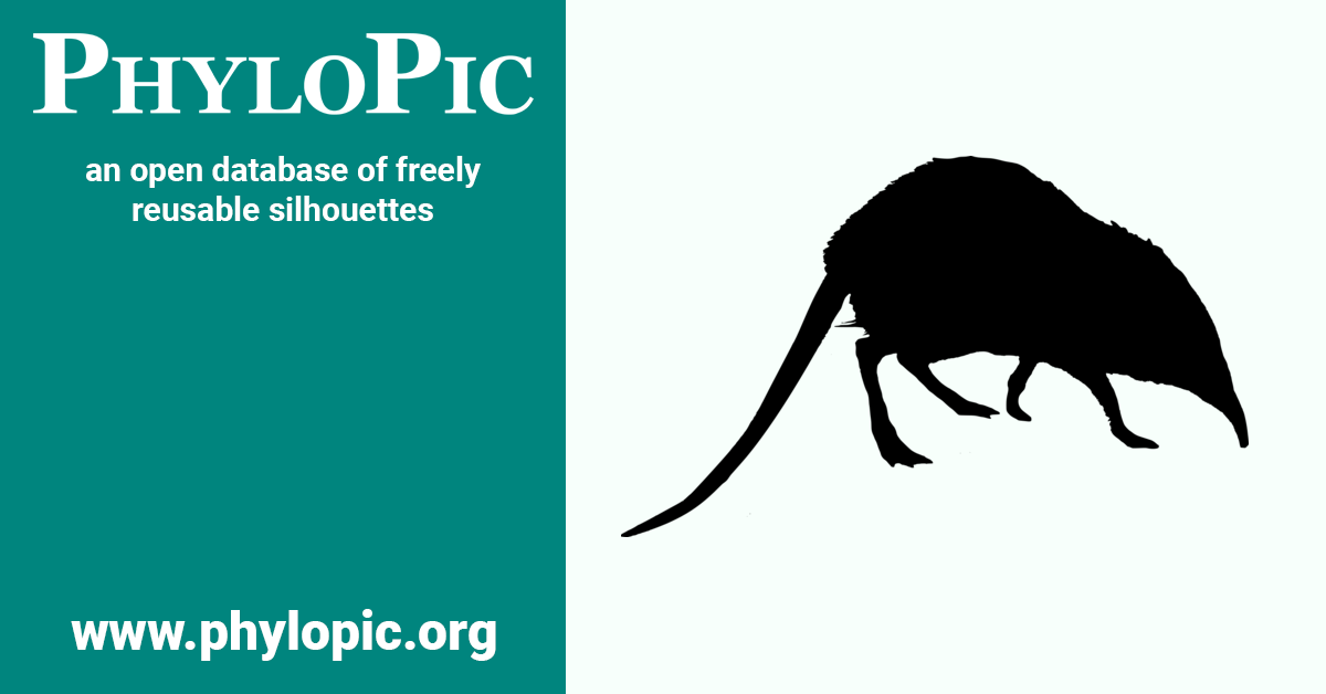 Macroscelididae - PhyloPic