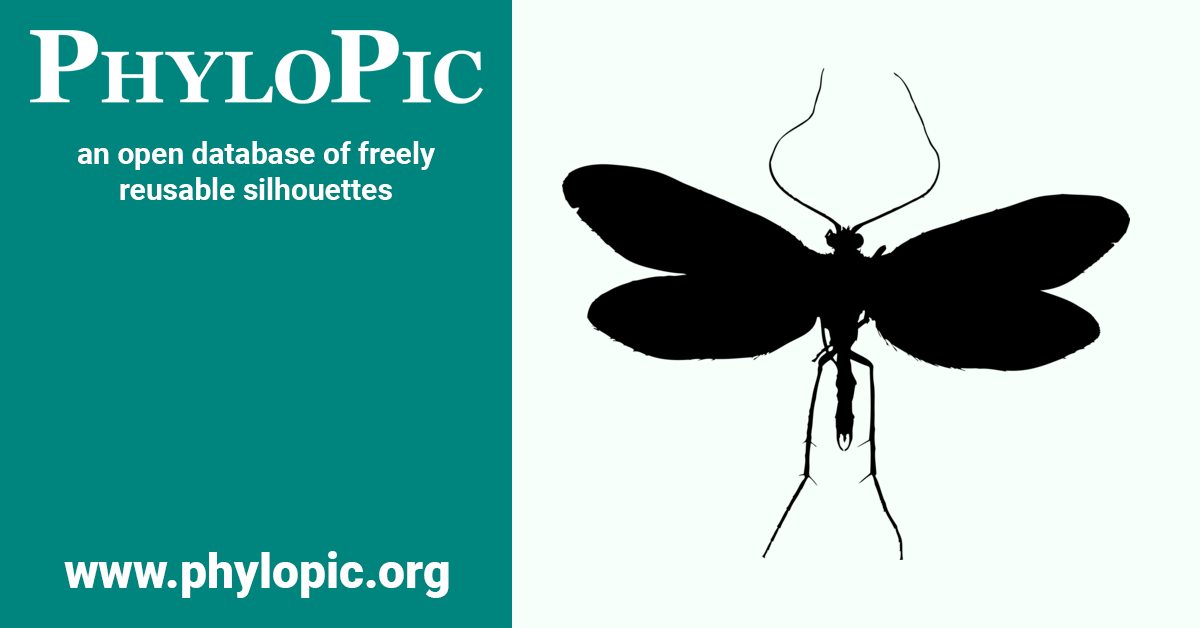 Trichoptera - PhyloPic