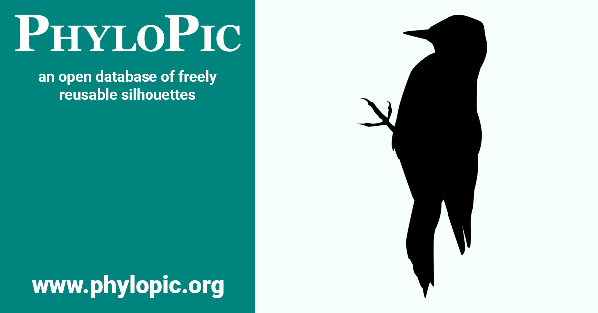 Picoides dorsalis by Gareth Monger (CC BY 3.0) - PhyloPic