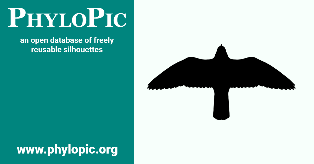 Falco rusticolus by Andy Wilson (CC0 1.0) - PhyloPic