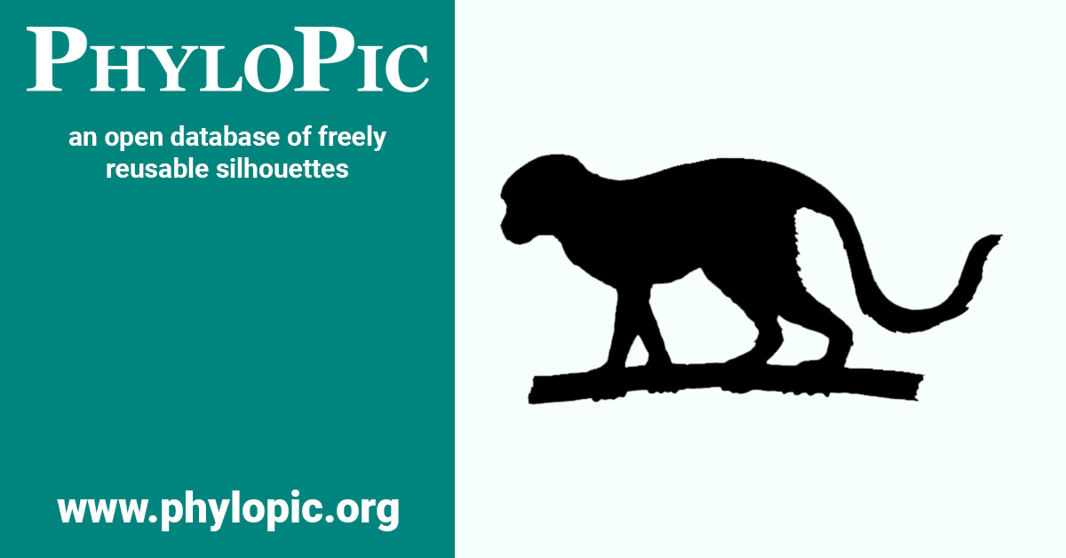 Aegyptopithecus zeuxis by Nobu Tamura (CC BY-SA 3.0) - PhyloPic