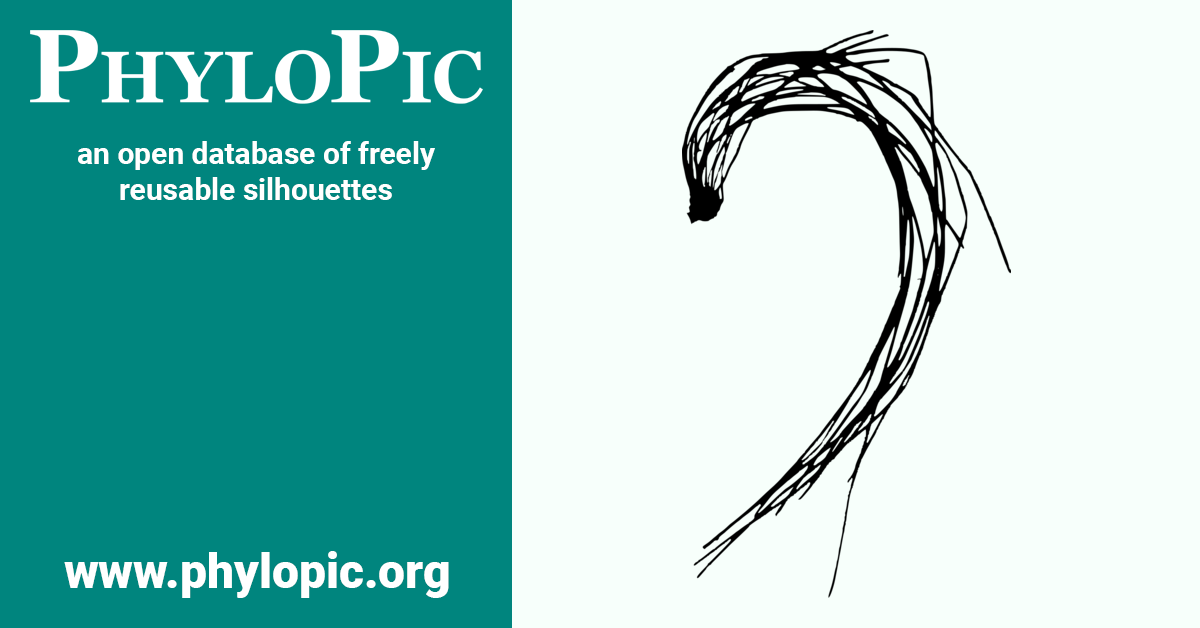 Vittaria lineata (CC0 1.0) - PhyloPic