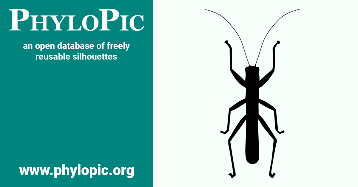 Mantophasma zephyrum (CC0 1.0) - PhyloPic