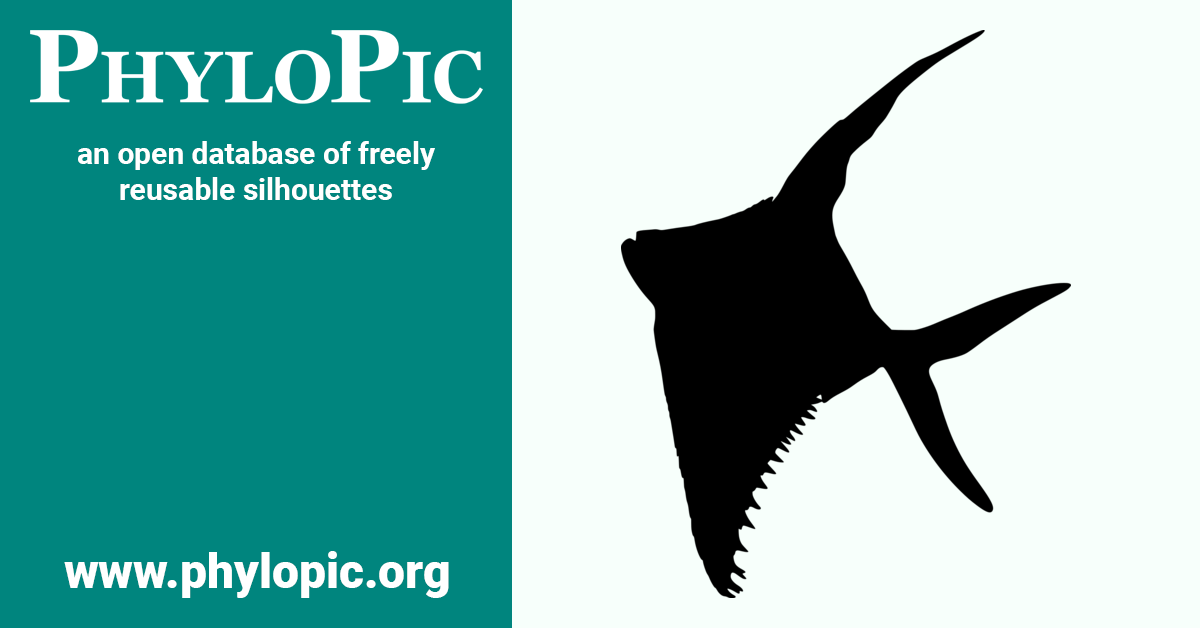 Rhombichthys intoccabilis by Nix Illustration (CC BY-NC 3.0) - PhyloPic