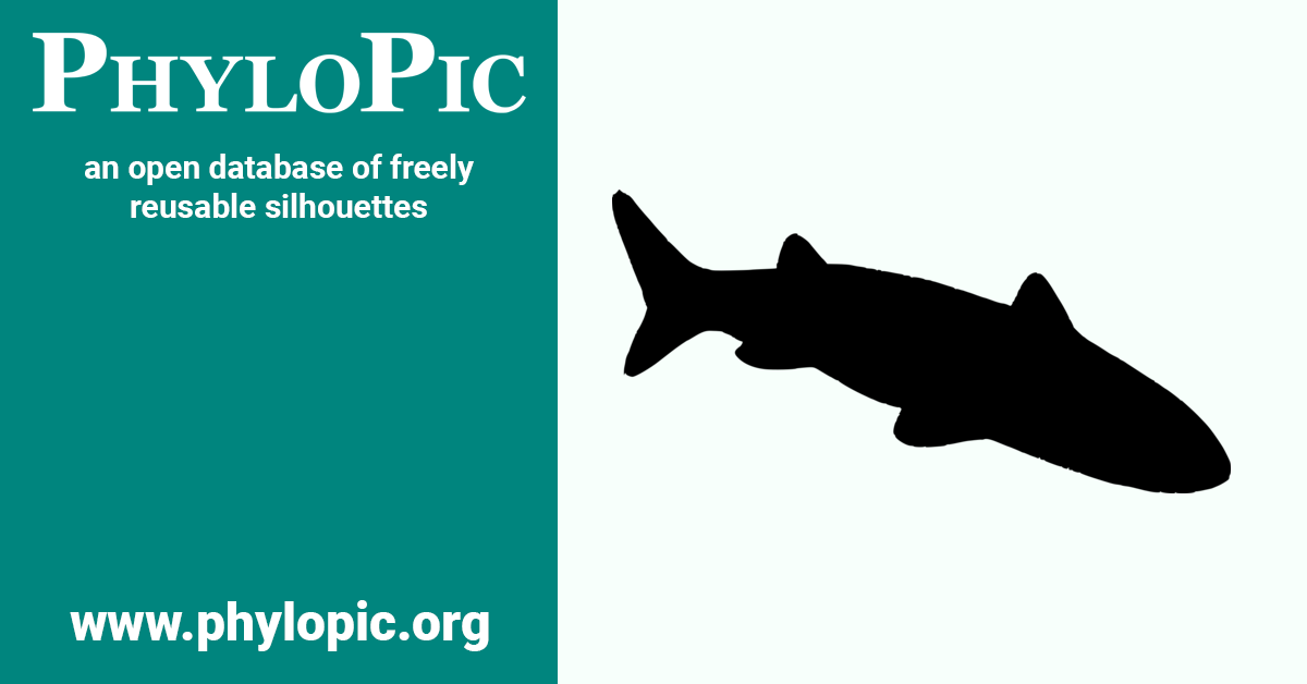 pan-Neoselachii - PhyloPic