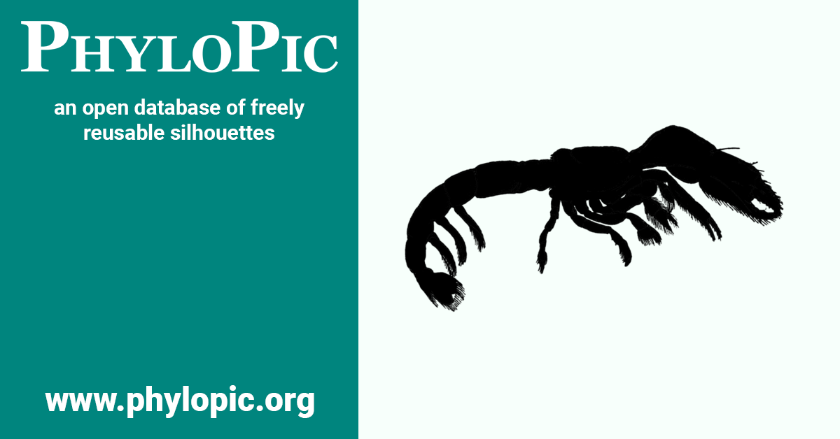 Callianassa by Joanna Wolfe (CC0 1.0) - PhyloPic