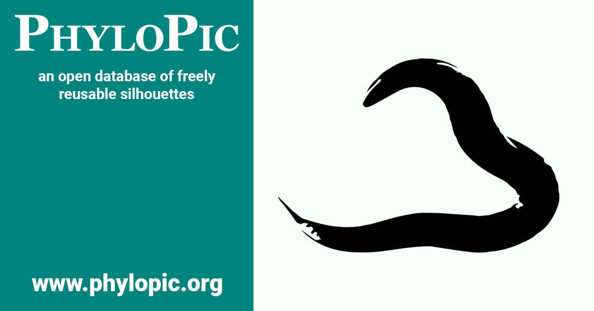 Caenorhabditis elegans by Bob Goldstein, Vectorization:Jake Warner (CC0 ...