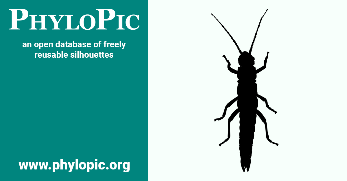 Timema cristinae by Kamil S. Jaron (CC0 1.0) - PhyloPic