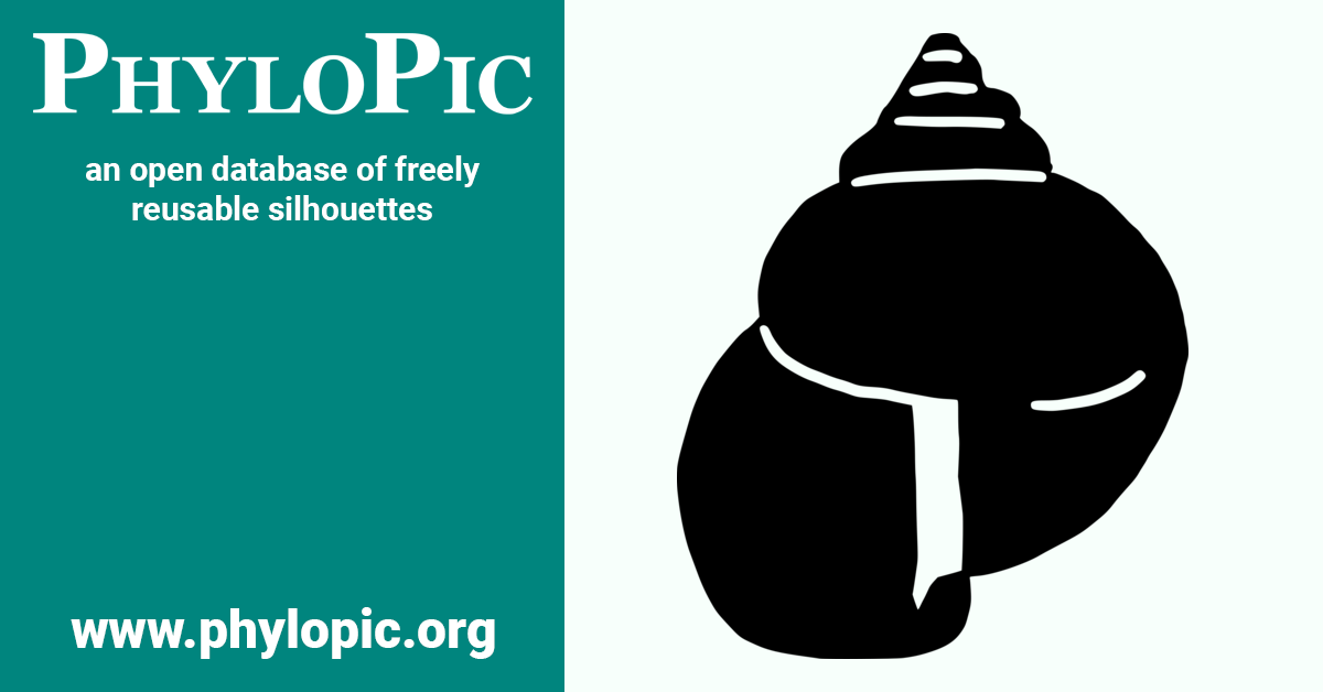 Limacina retroversa retroversa by Elodie Jacob (CC0 1.0) - PhyloPic