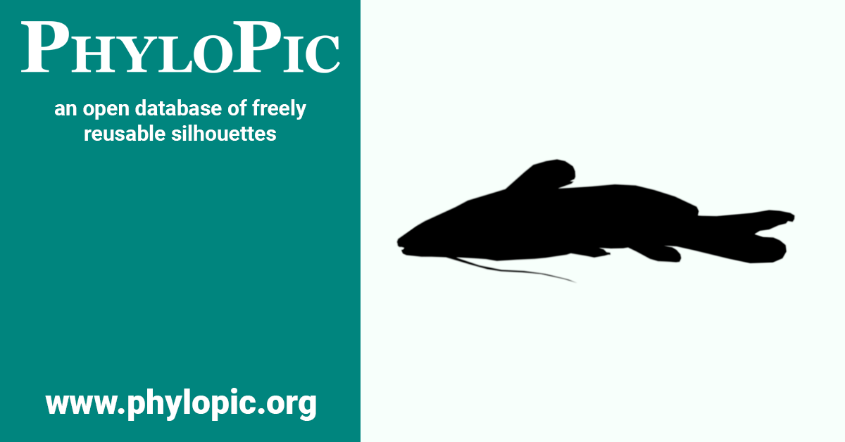 Rhamdia guatemalensis by Cesar Julian (CC BY 3.0) - PhyloPic