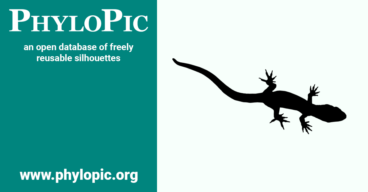 Dactylocnemis pacificus by Jose Carlos Arenas-Monroy (CC0 1.0) - PhyloPic