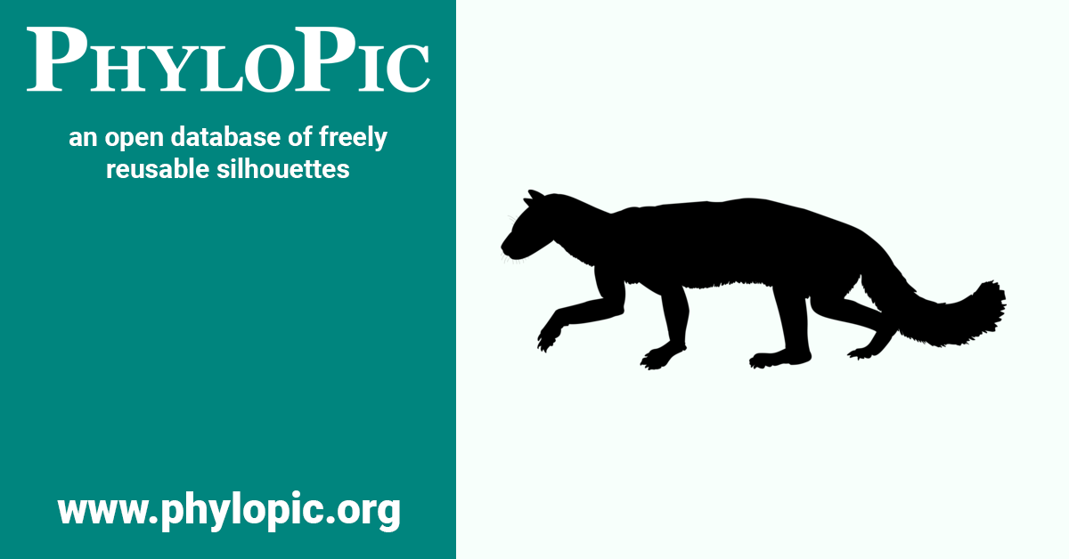 Simocyon by T. Michael Keesey (after Mauricio Antón) (CC BY 3.0) - PhyloPic