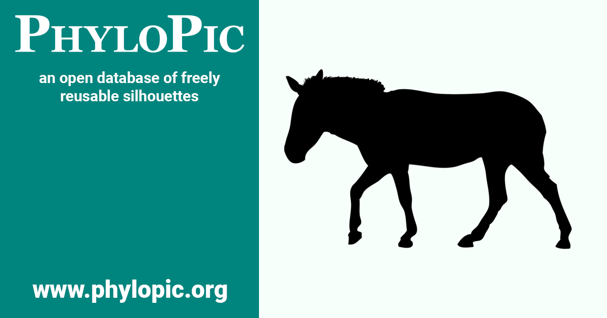 Equus (Asinus) - PhyloPic