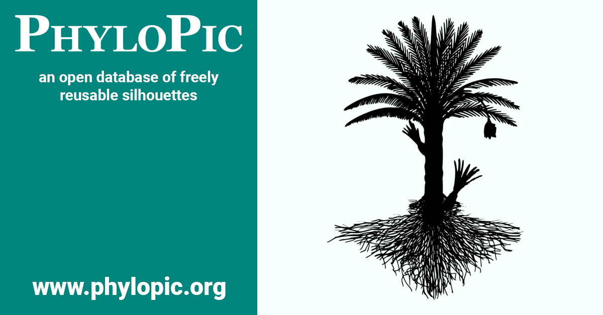 Phoenix dactylifera (CC0 1.0) - PhyloPic