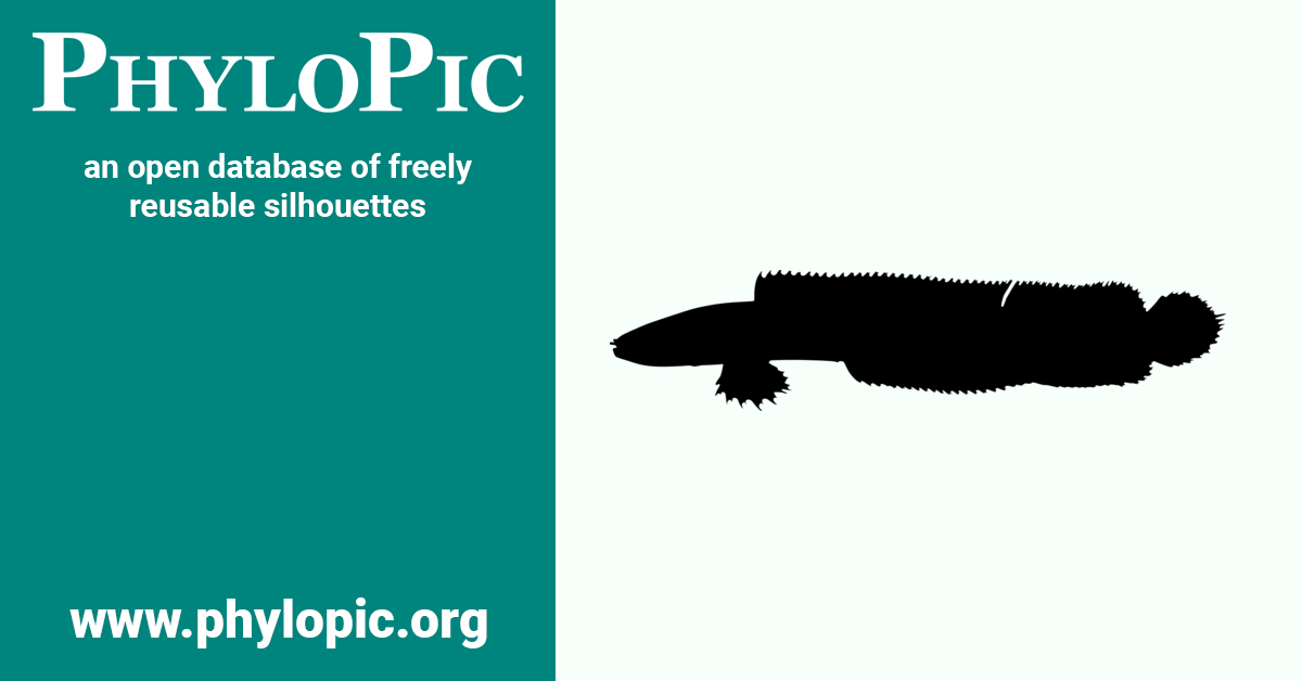 Aenigmachanna gollum by Ralf Britz, Neelesh Dahanukar, V. K. Anoop ...