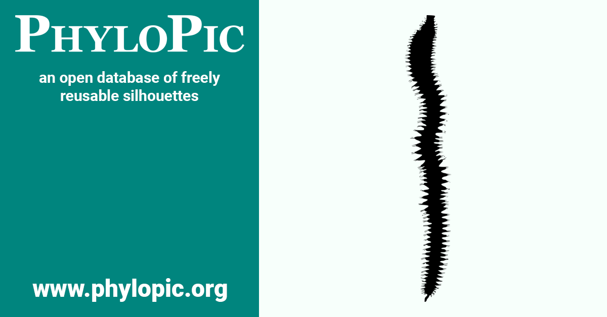 Nephtys (CC0 1.0) - PhyloPic