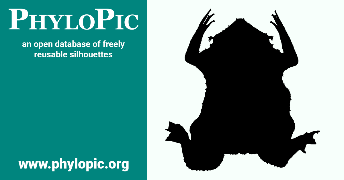 Pipa pipa by Jose Carlos Arenas-Monroy (CC0 1.0) - PhyloPic