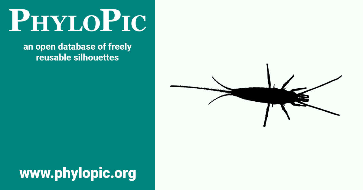 Petrobius brevistylis by Birgit Lang (CC BY 3.0) - PhyloPic