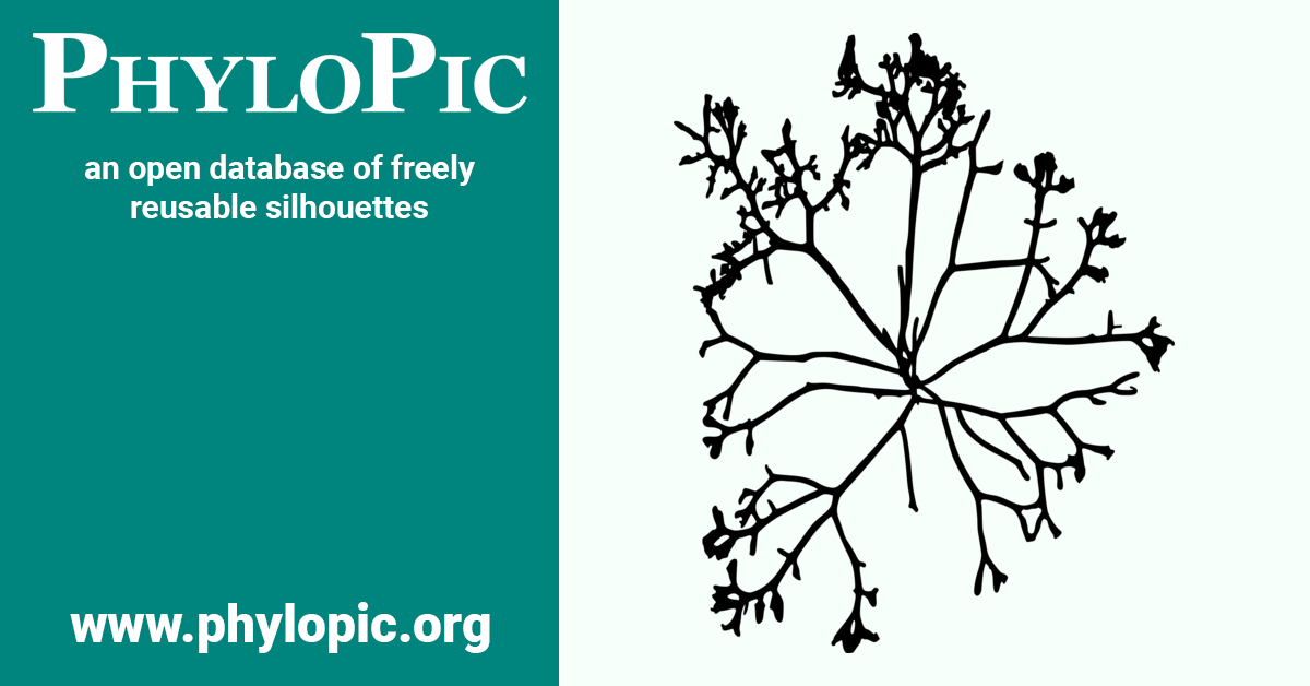 Gigartinaceae - PhyloPic