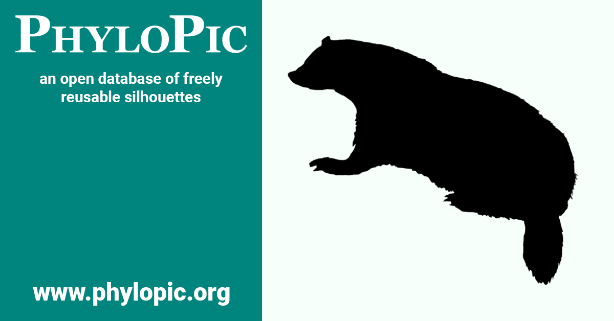 Mustelidae - PhyloPic