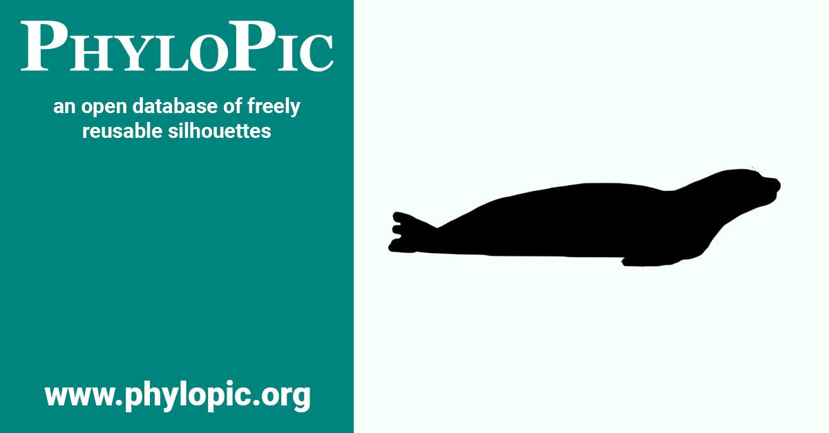 Neomonachus tropicalis - PhyloPic