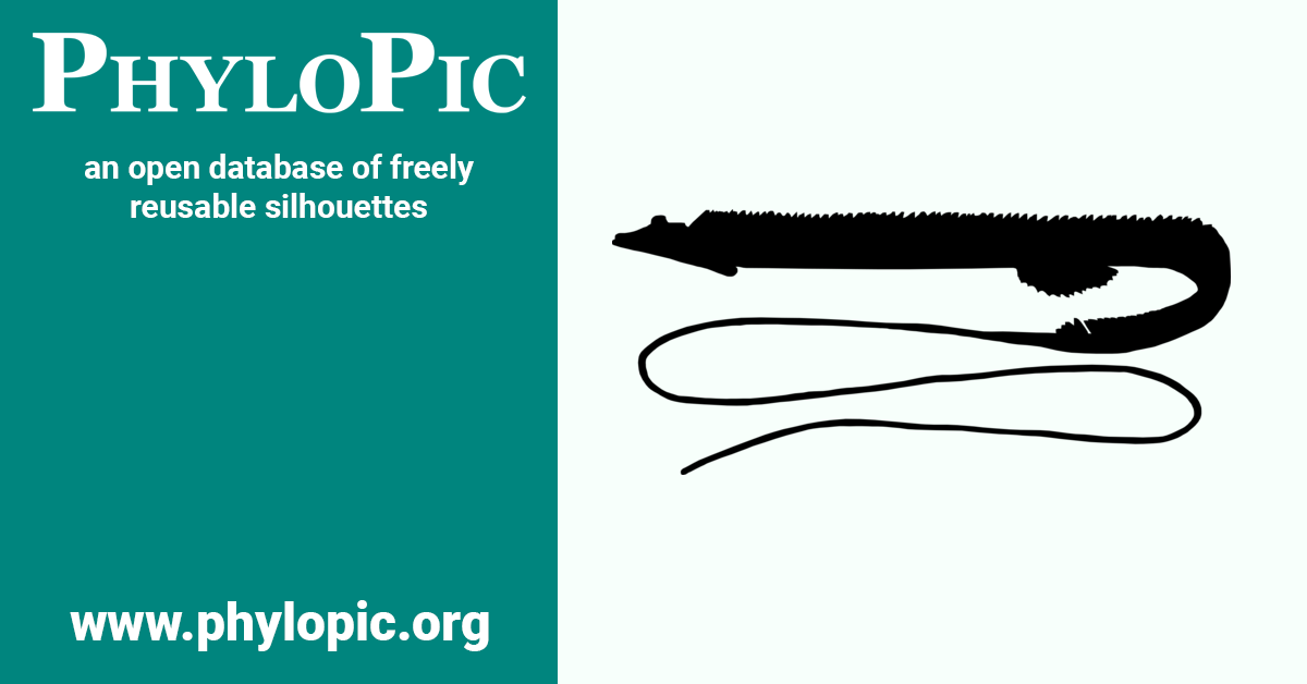 Stylephorus chordatus by Erika Schumacher (CC BY-NC 3.0) - PhyloPic