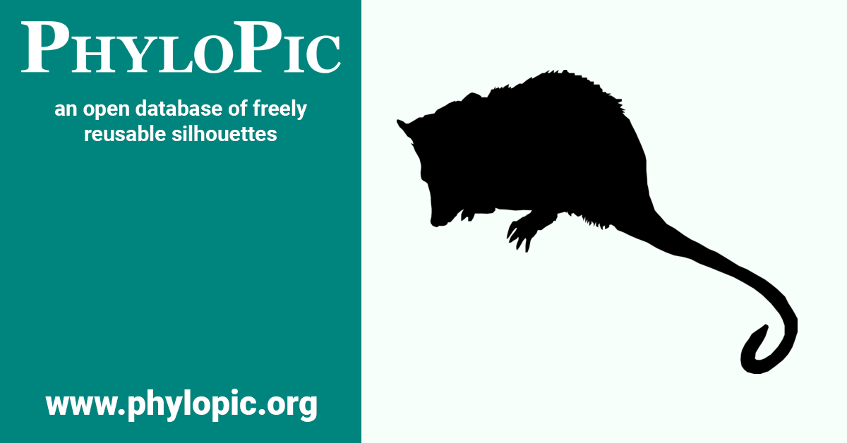 Dromiciops gliroides by Sarah Werning (CC BY 3.0) - PhyloPic