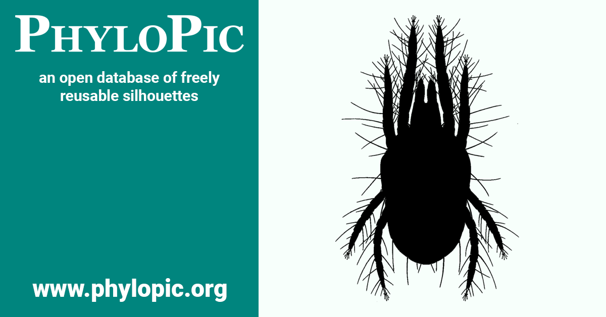 Tetranychus urticae - PhyloPic