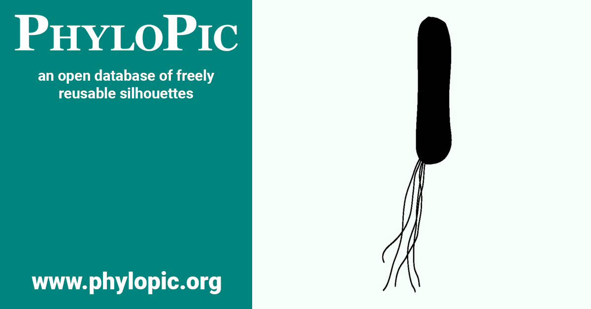 Aquifex pyrophilus (CC0 1.0) - PhyloPic