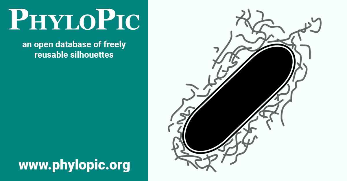 Parcubacteria - PhyloPic