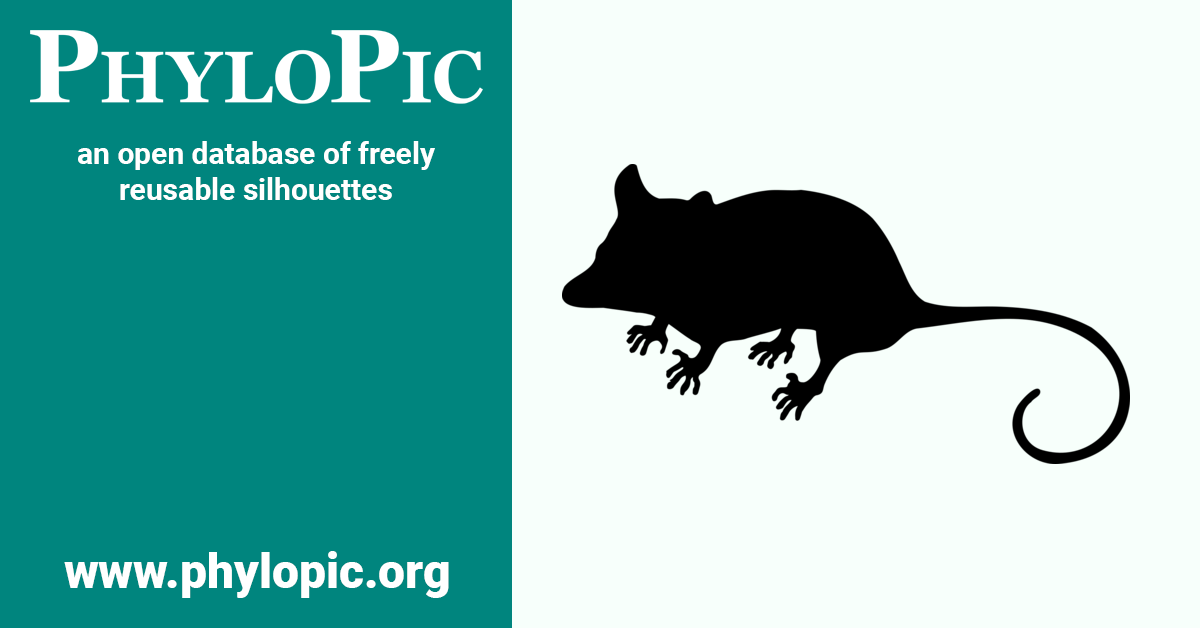 Cryptonanus by Milena Cavalcanti, Patricia Pilatti & Diego Astúa (CC BY ...