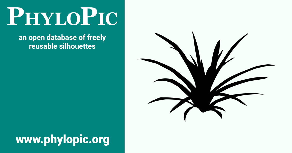 Eriocaulaceae - PhyloPic