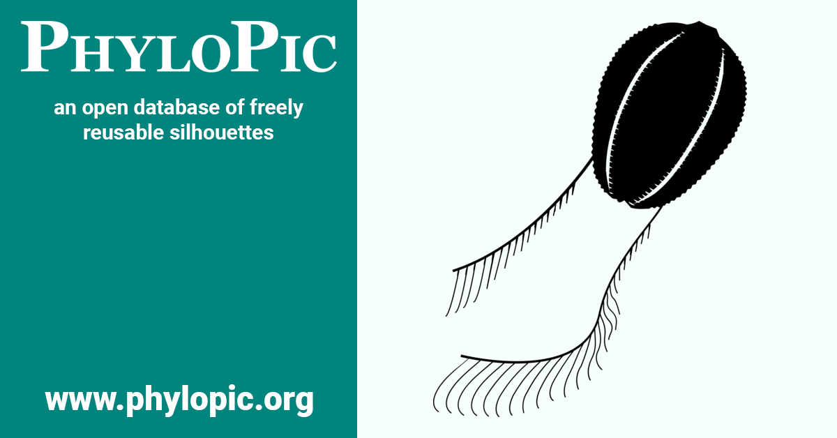 Hormiphora californensis by Steven Haddock • Jellywatch.org (PDM 1.0 ...