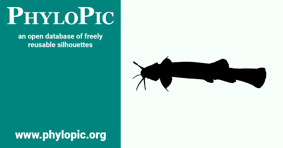 Trichomycterus sucrensis by Grupo de Ictiología de la Universidad de ...