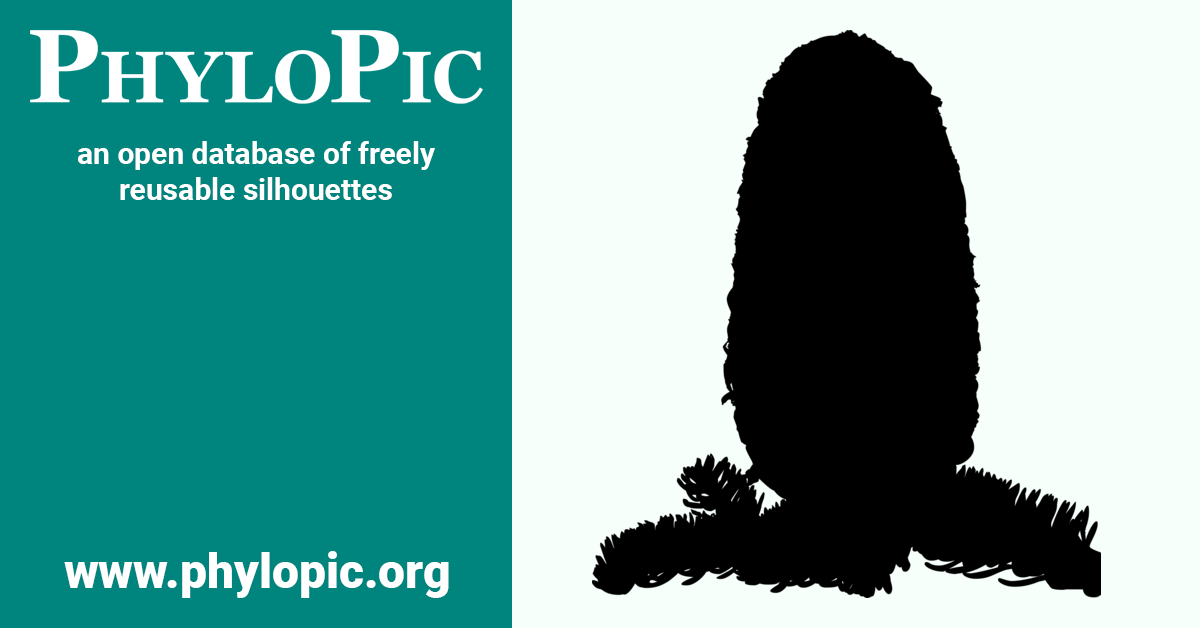 Pinaceae - PhyloPic
