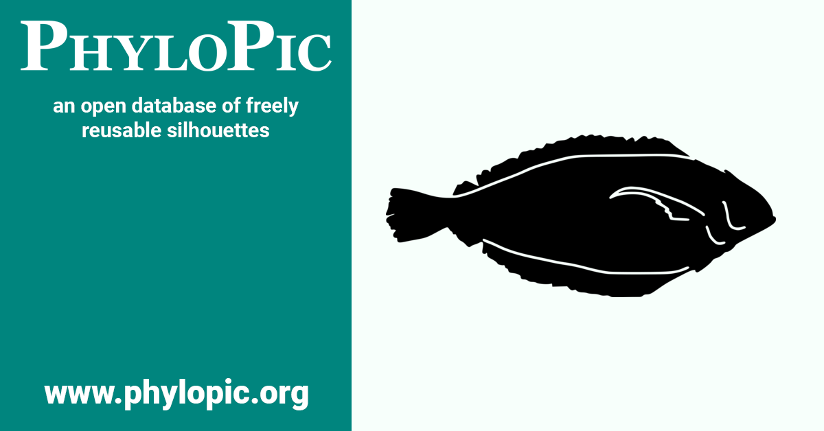 Glyptocephalus zachirus by Tessa Rehill (CC0 1.0) - PhyloPic