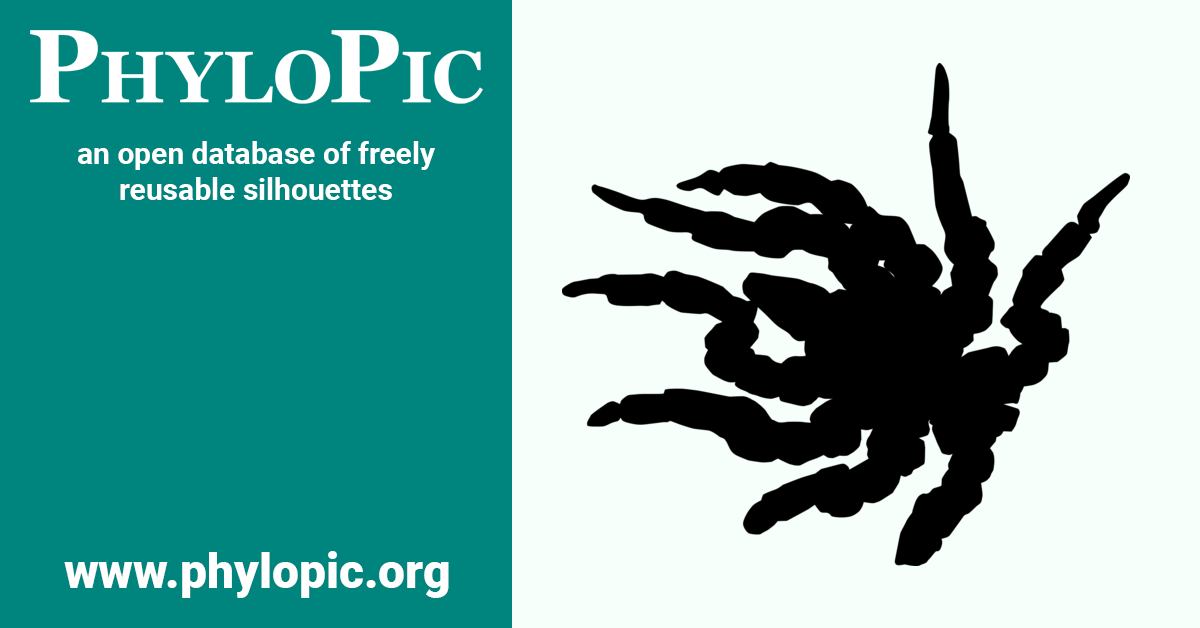 Pycnogonum litorale by Margot Michaud (CC0 1.0) - PhyloPic