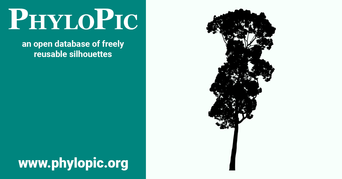 Parashorea malaanonan by T. Michael Keesey, from a photo by Bernard ...