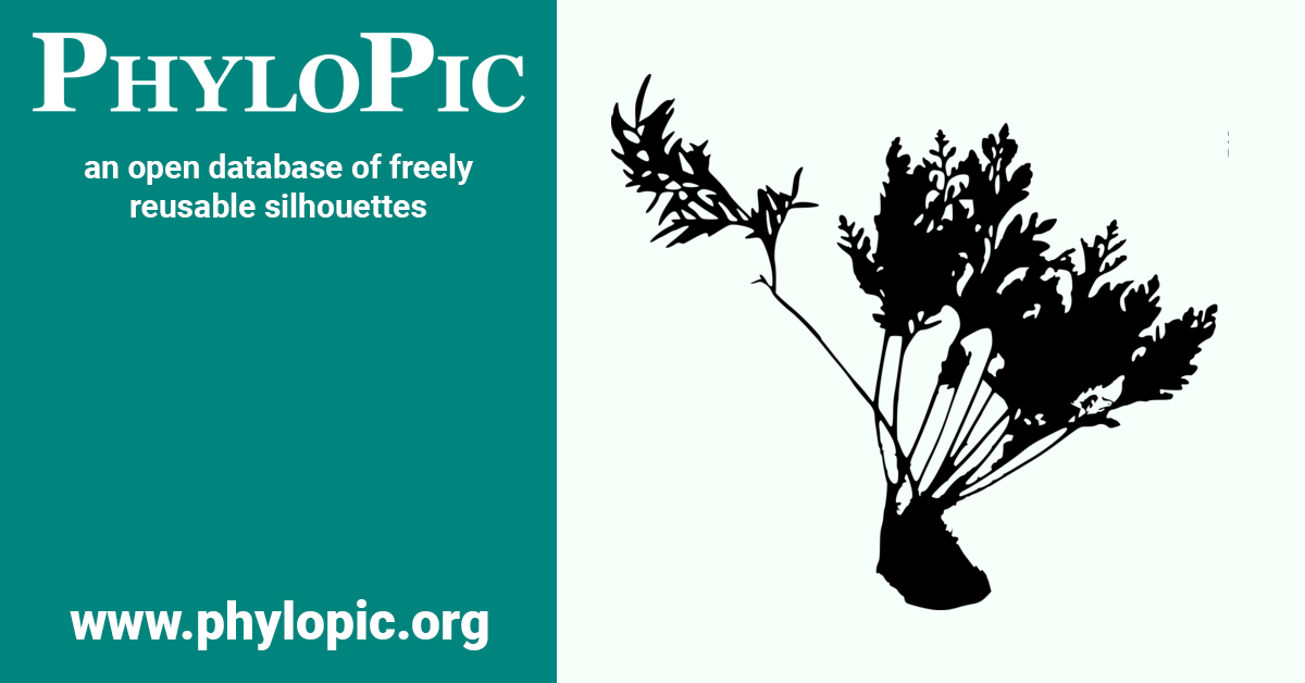 Pteridaceae - PhyloPic