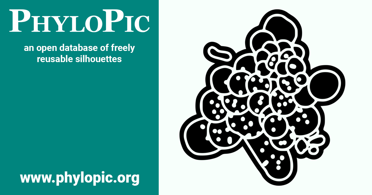 Taphrinomycotina - PhyloPic